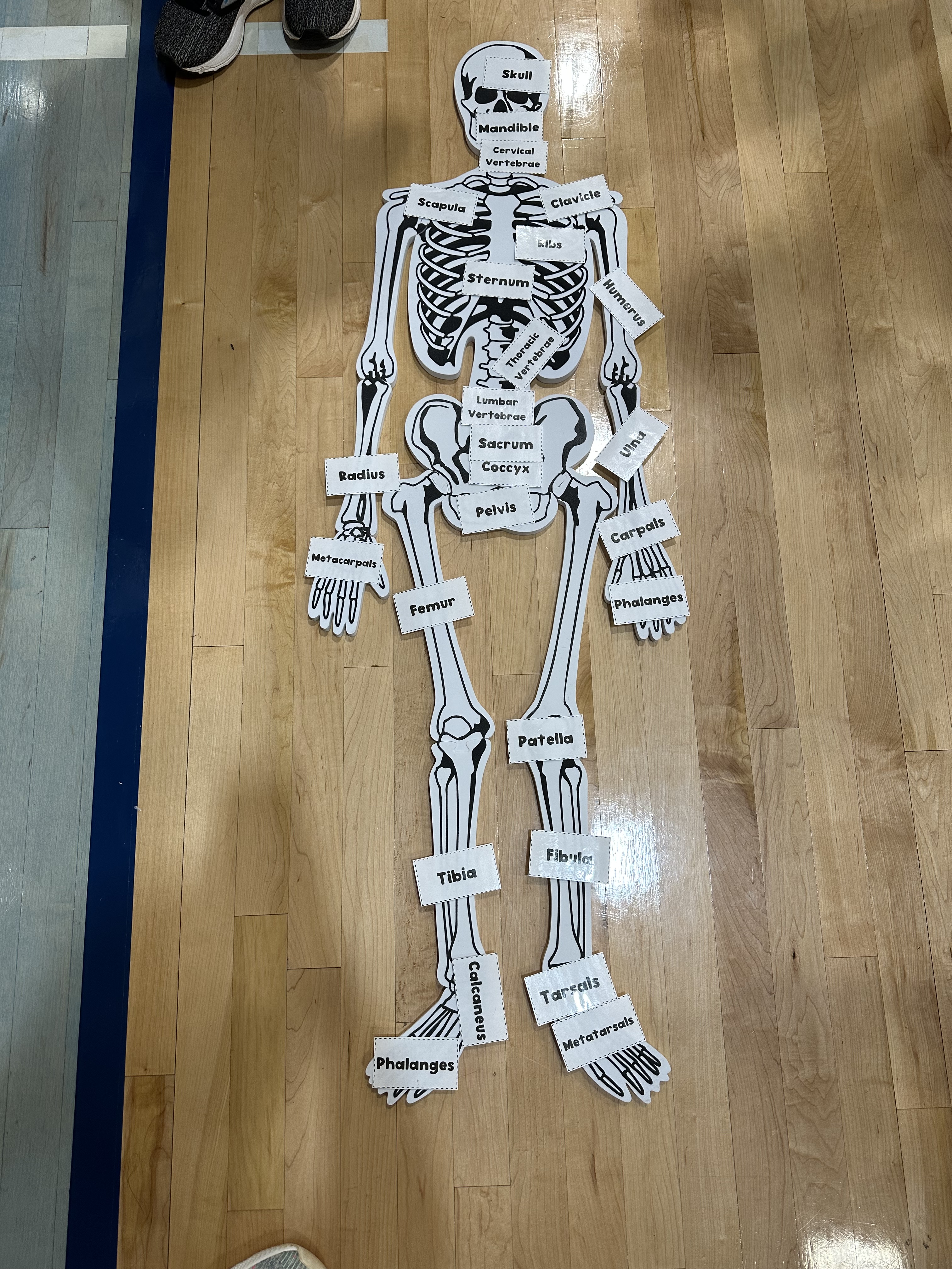 The Skeletal System – Elliott's Active Academy