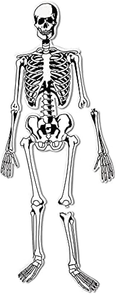 The Skeletal System – Elliott's Active Academy